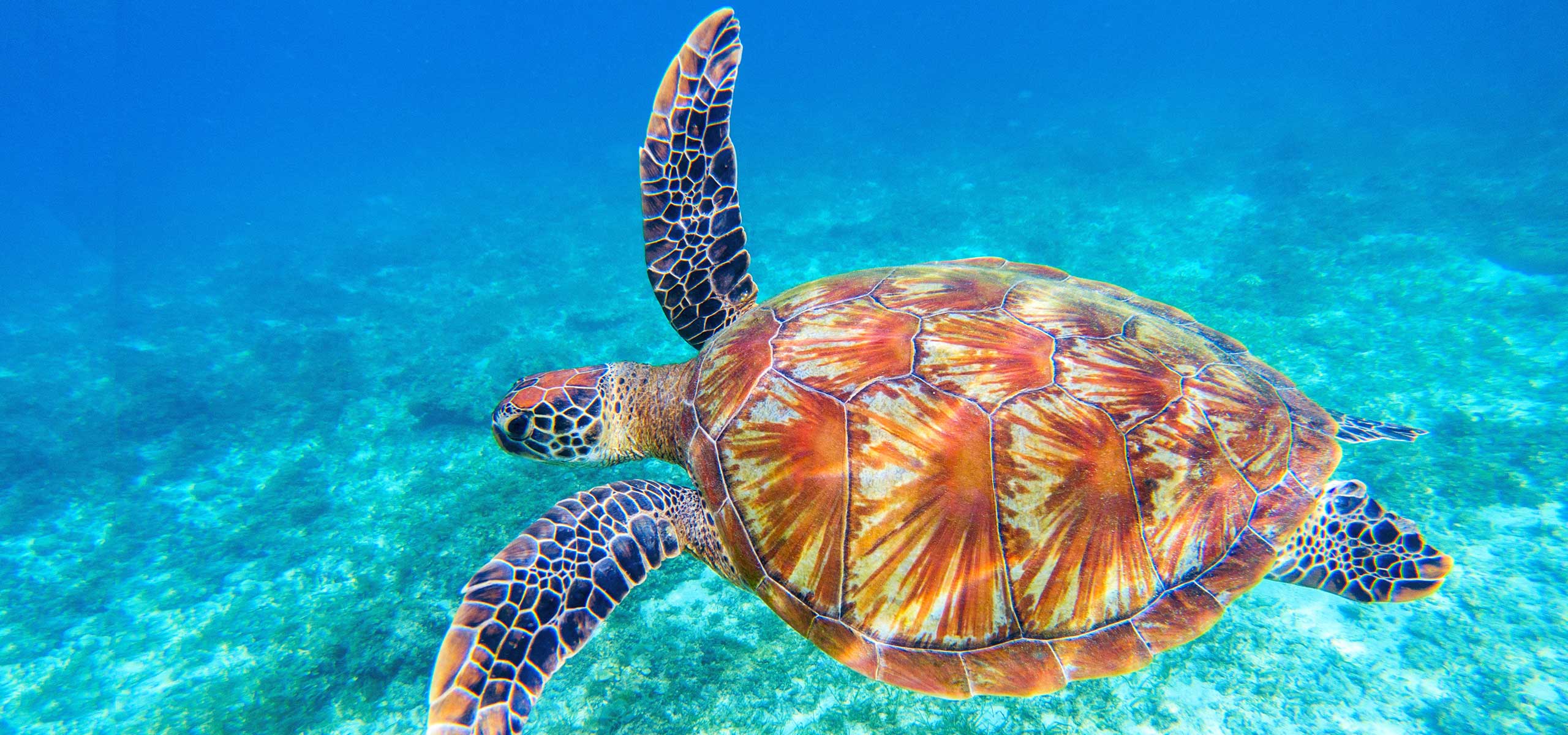 News & deals - Cruising Indonesia